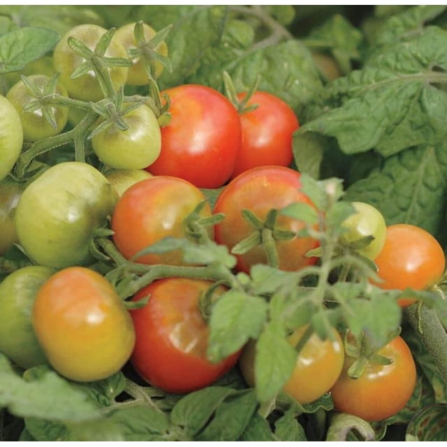 Sherwood's Seeds Micro Dwarf Tomato Plant Seeds, Heirloom - Walmart.com