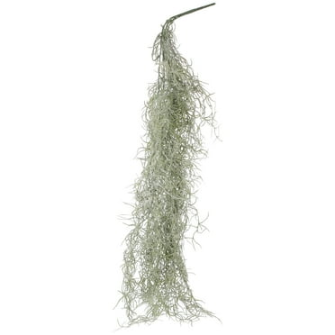 Ashland® Dried Forest Real Plants - Quality Growers Moss Variety Pack ...