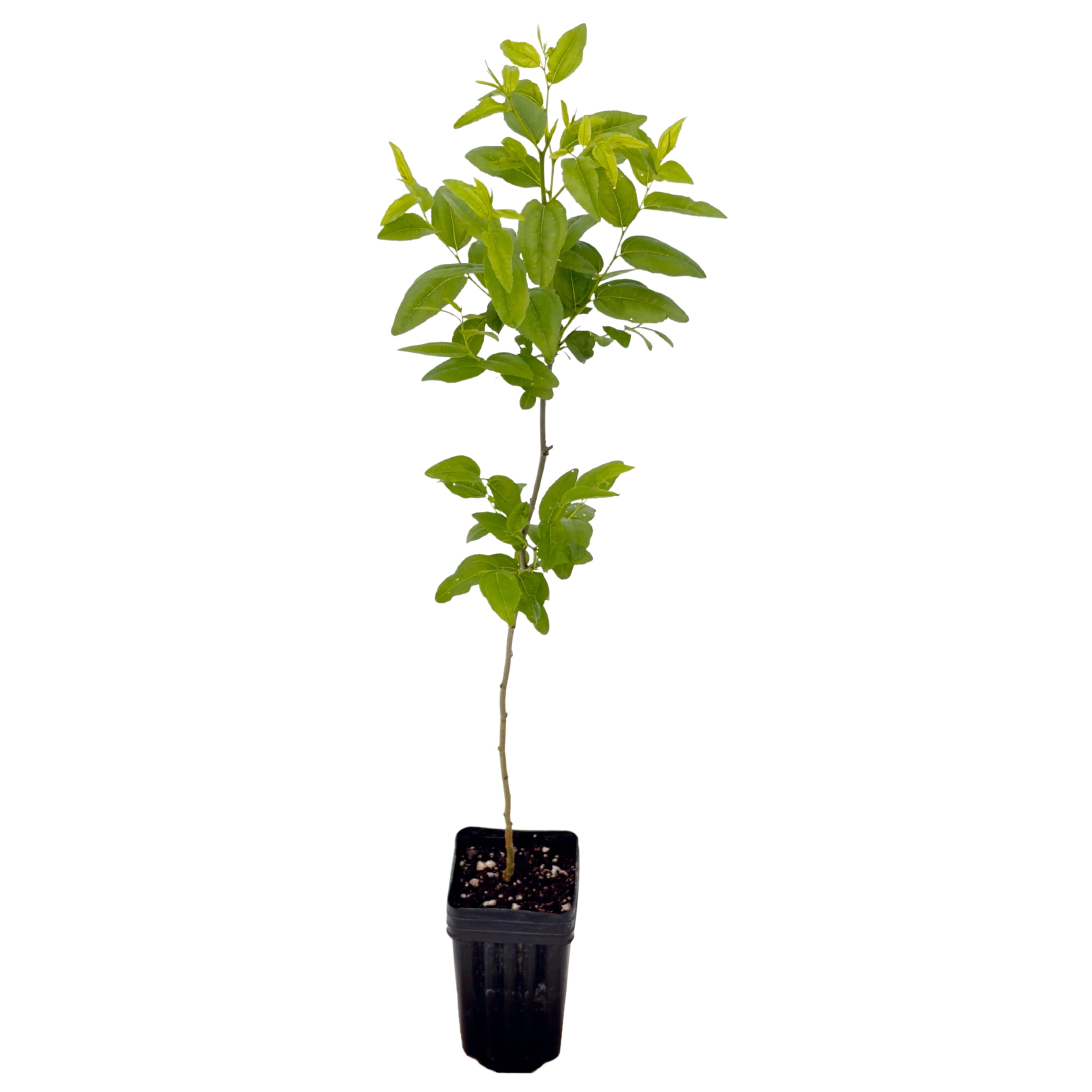 MicroStarts Live Jujube GA-866 Fruit Tree - 1 Plant in Nursery Pot ...