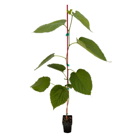 Fruit Mulberry Tree