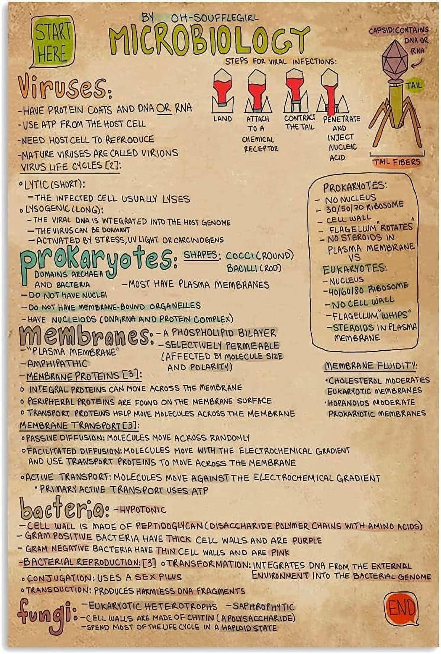 Microbiology Infographics Metal Tin Signs Vintage Microbiology ...