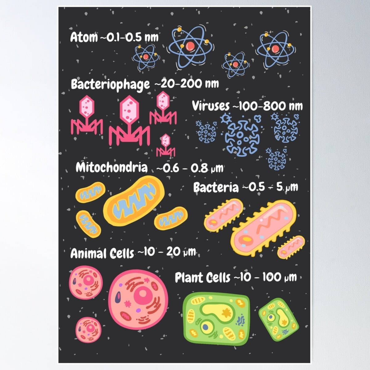 Microbiology Size Guide Poster Wall Art, Modern Wall Decor For Living ...