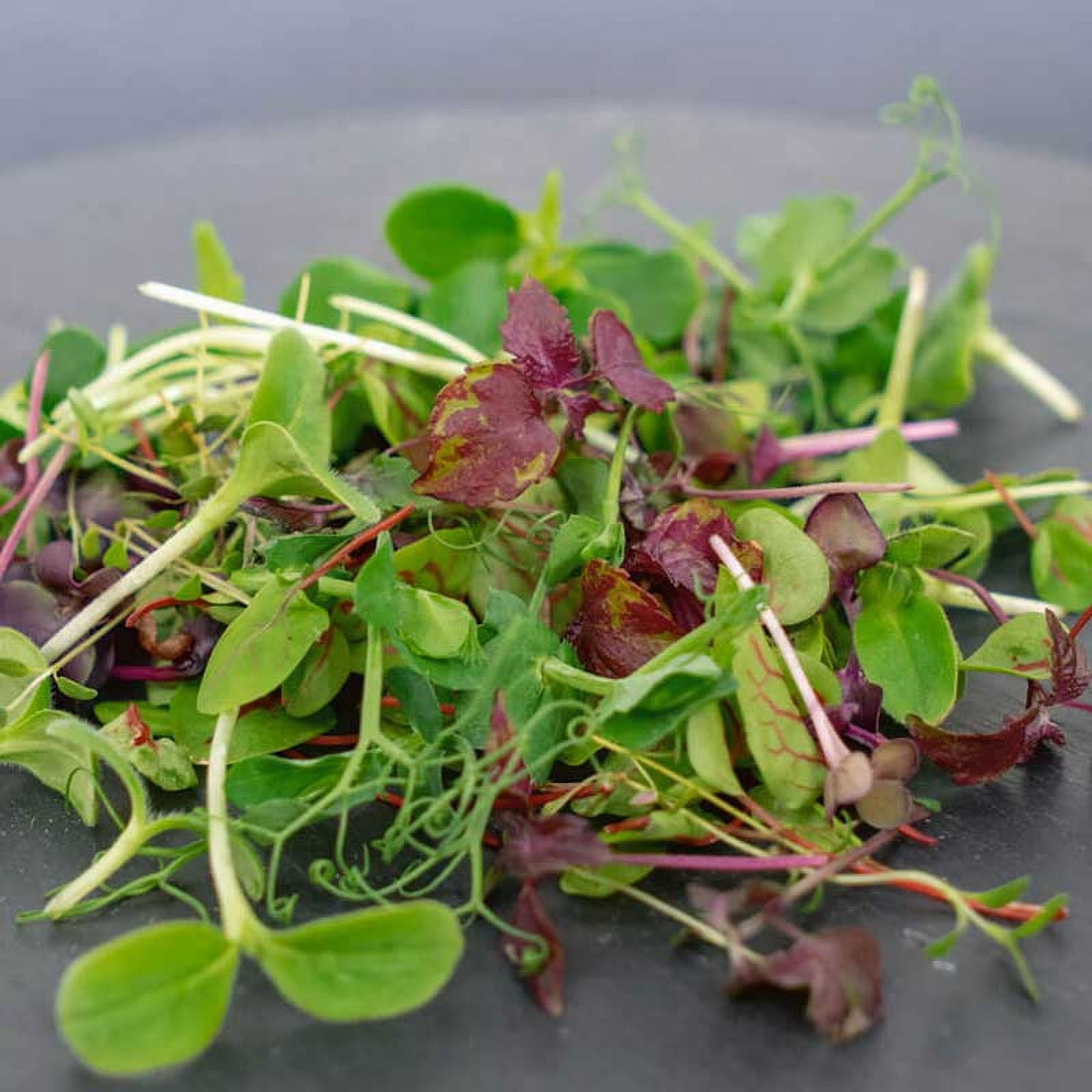 Microgreen Seeds - Microgreen Rainbow Blend - Packet - Vegetable Seeds ...