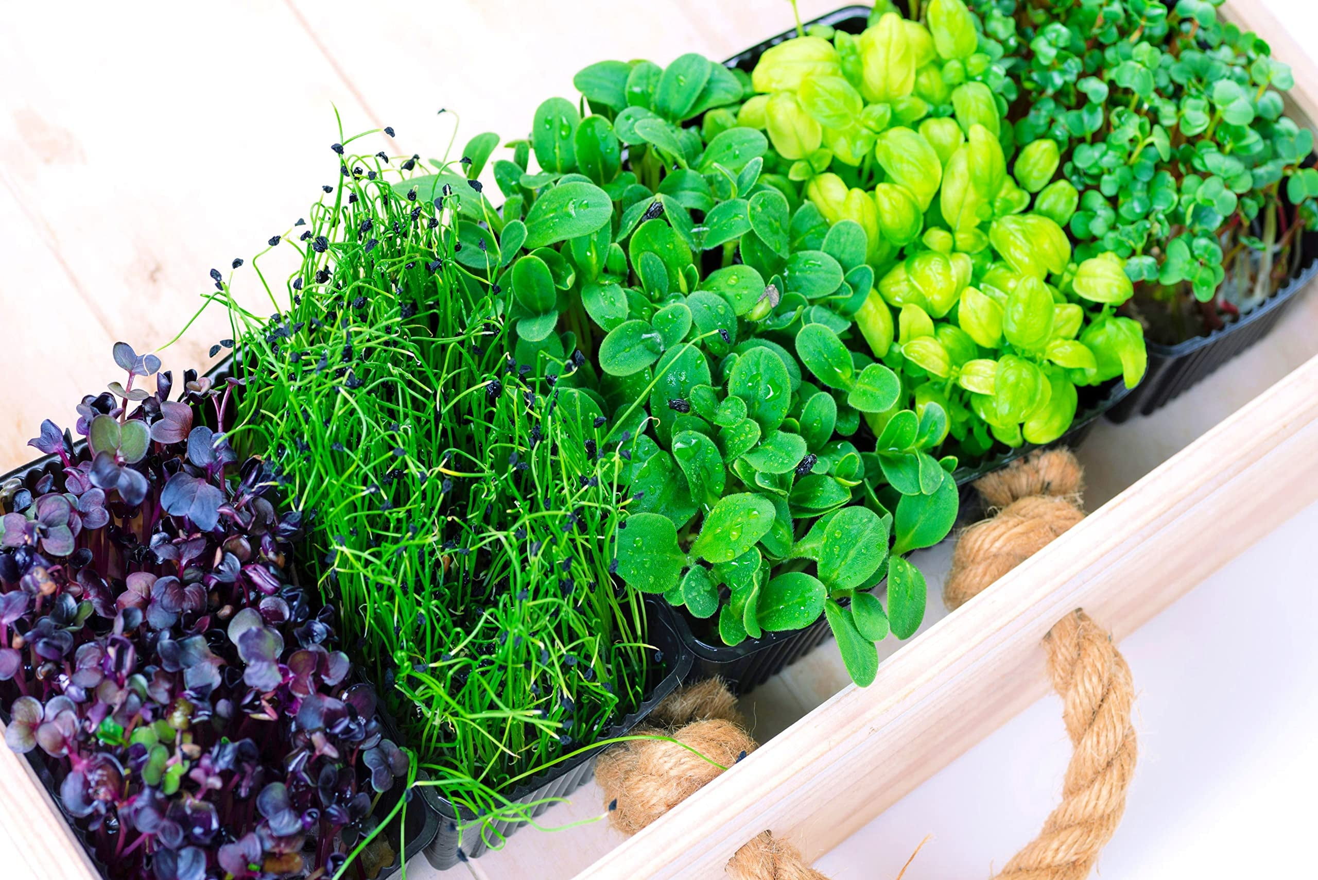 Microgreens Mix - Basil, Onion, Radish, Alfalfa, Wheatgrass - 5 of The ...