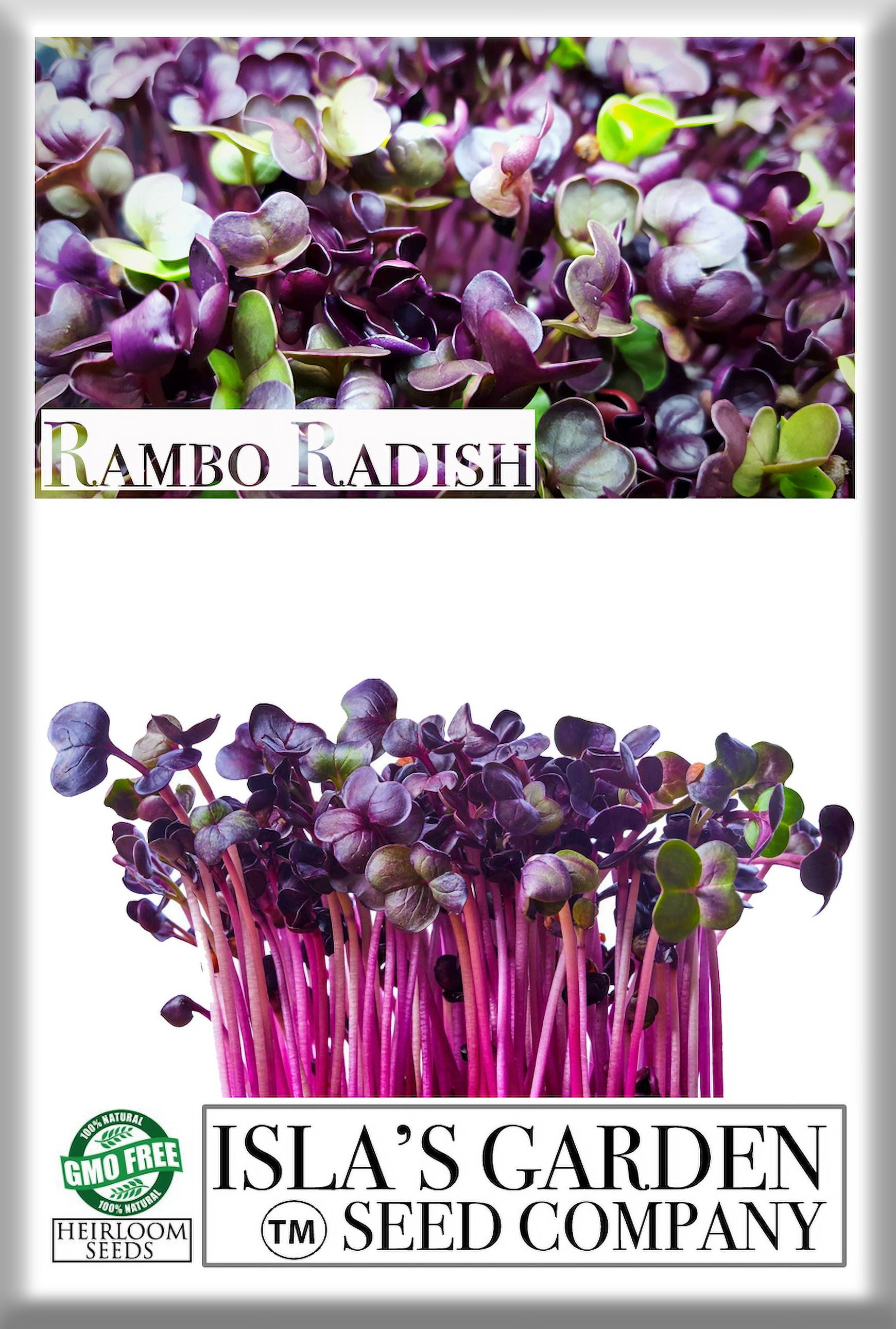 Rambo Radish Microgreens