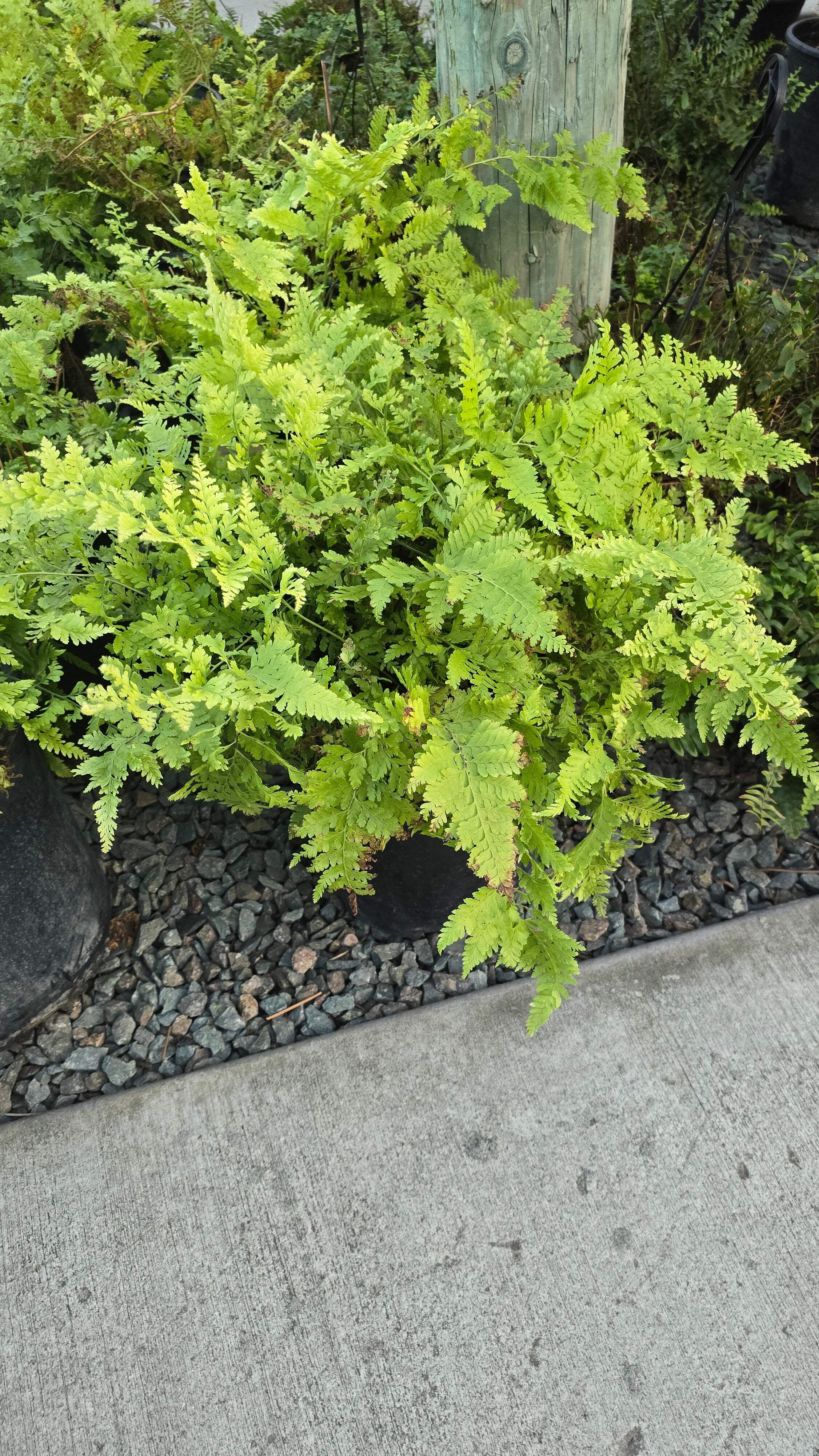 Microlepia strigosa Fern Giant 2.5 ft tall , Get similar - Walmart.com