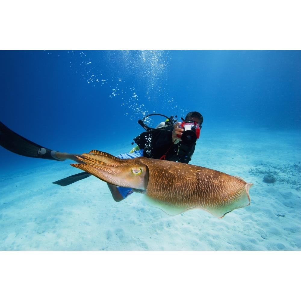 Micronesia Diver With Camera Swims Near Common Cuttlefish; Palau Poster ...