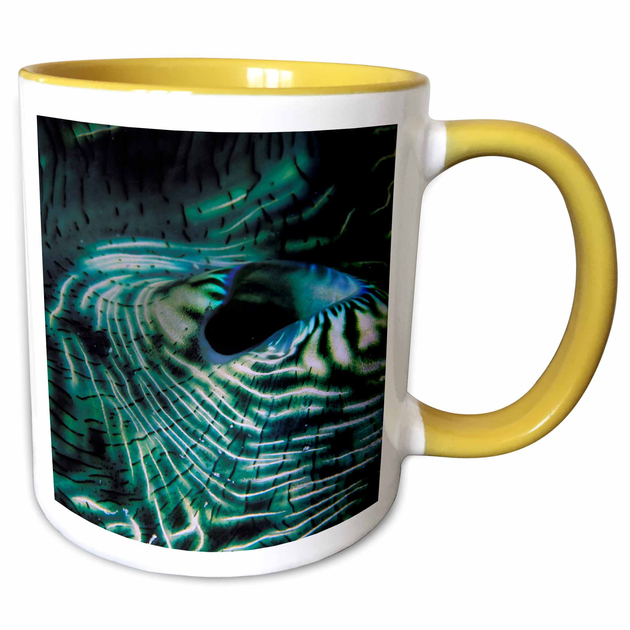 3drose, Micronesia, Giant Clam Mantle Marine Life - Na02 Sws0070 ...