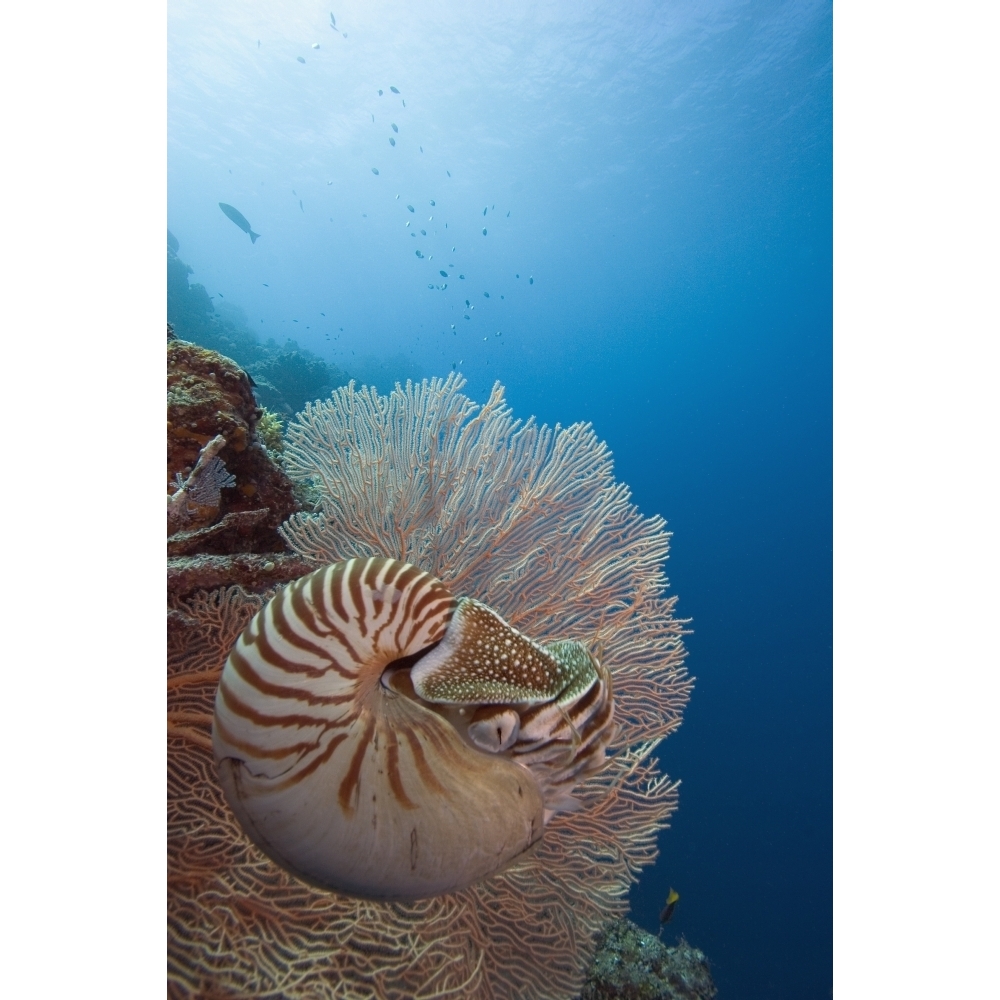 Micronesia Palau Chambered Nautilus Floating Among Coral. Poster Print ...