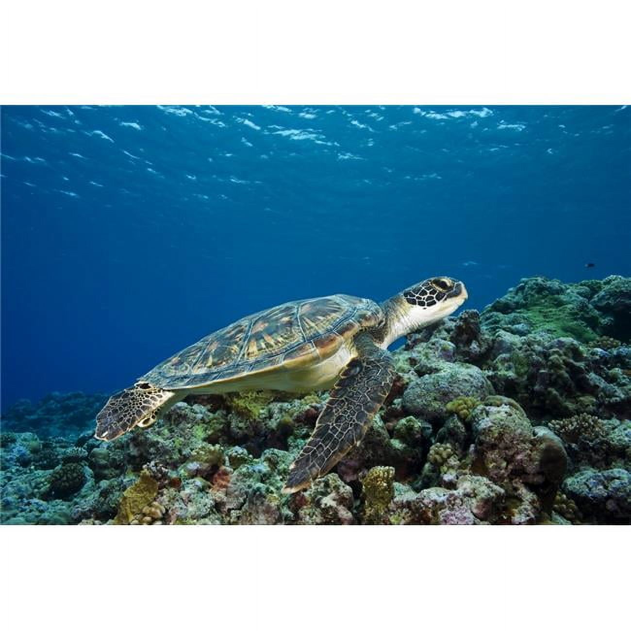 Micronesia Yap Green Sea Turtle Over Coral Reef. Poster Print - Walmart.com