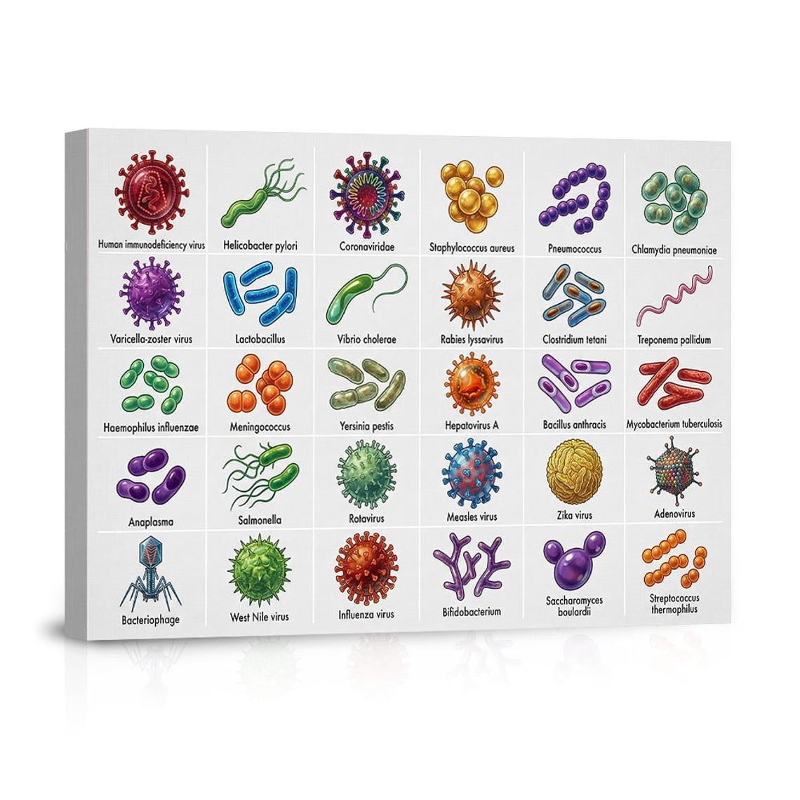Microorganisms Chart Science Biology For Classroom Lab Canvas - Walmart.com