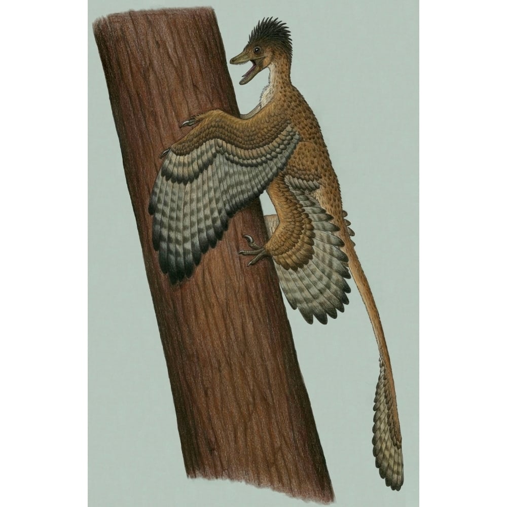Microraptor gui a small theropod from the Early Cretaceous period ...