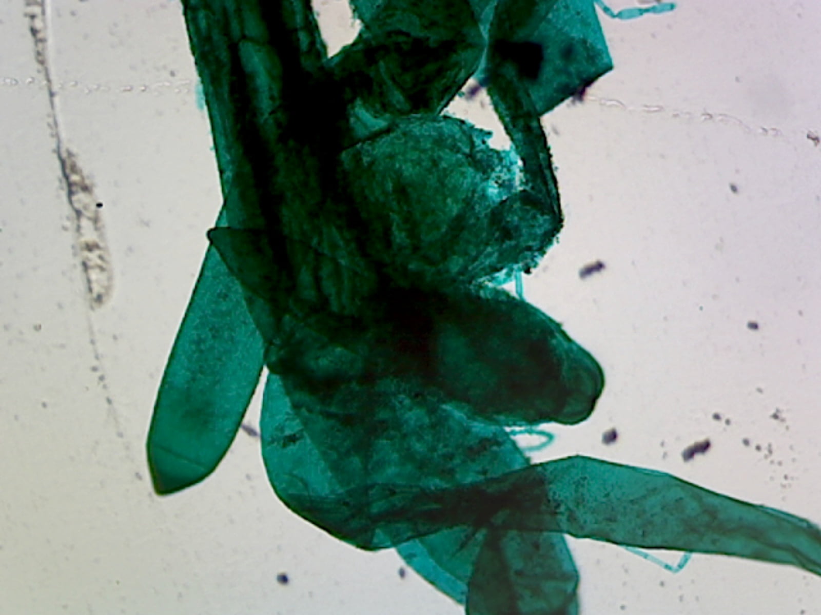 Microscope Slide, Whole-Mount, Chlorophyta Green Algae; Chara; Showing ...