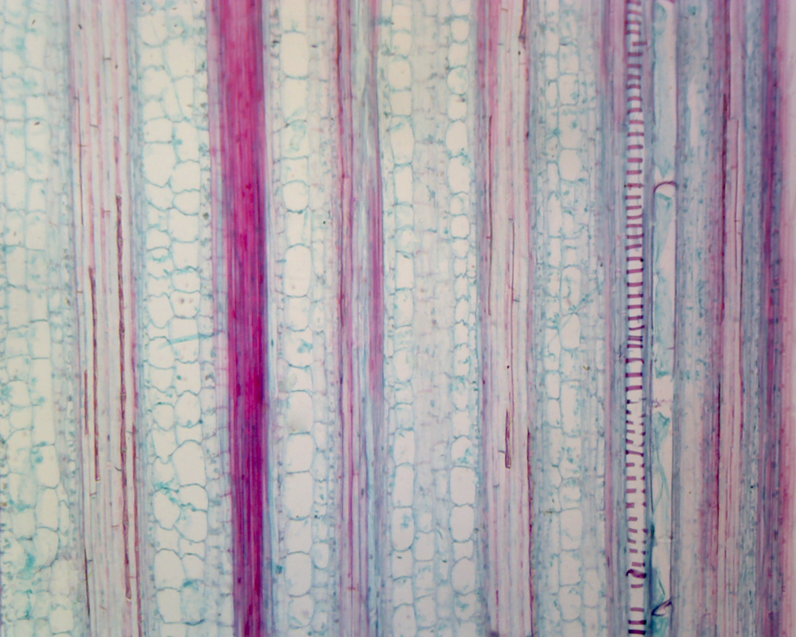 Microscope Slide with Specimen showing Zea Mays (Corn) Stem, Typical ...