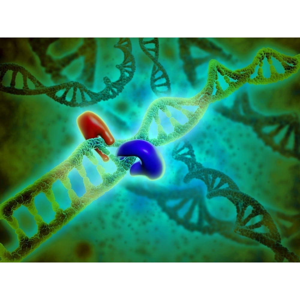 Microscopic view of DNA binding Poster Print - Walmart.com
