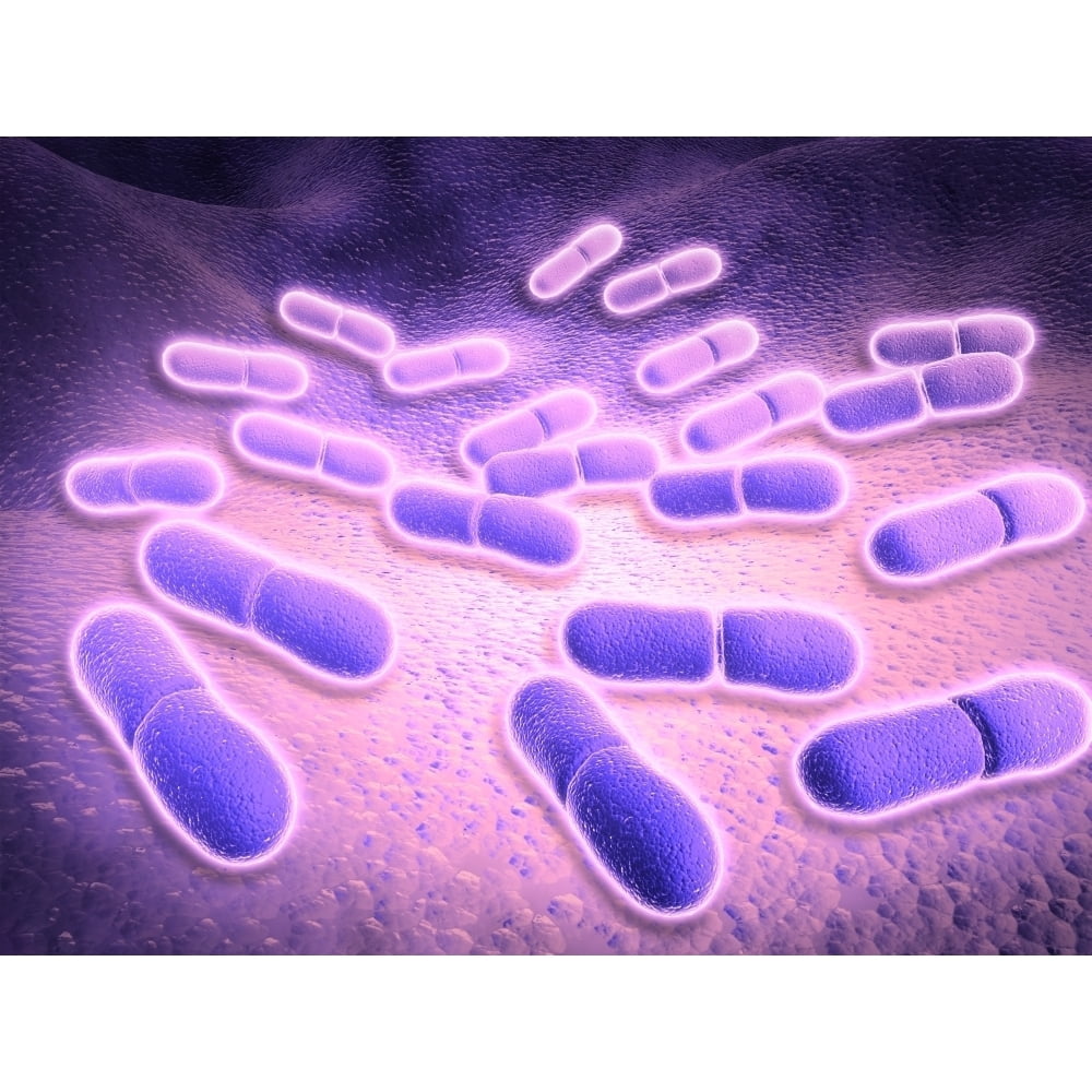 Microscopic view of Listeria monocytogenes Poster Print - Walmart.com