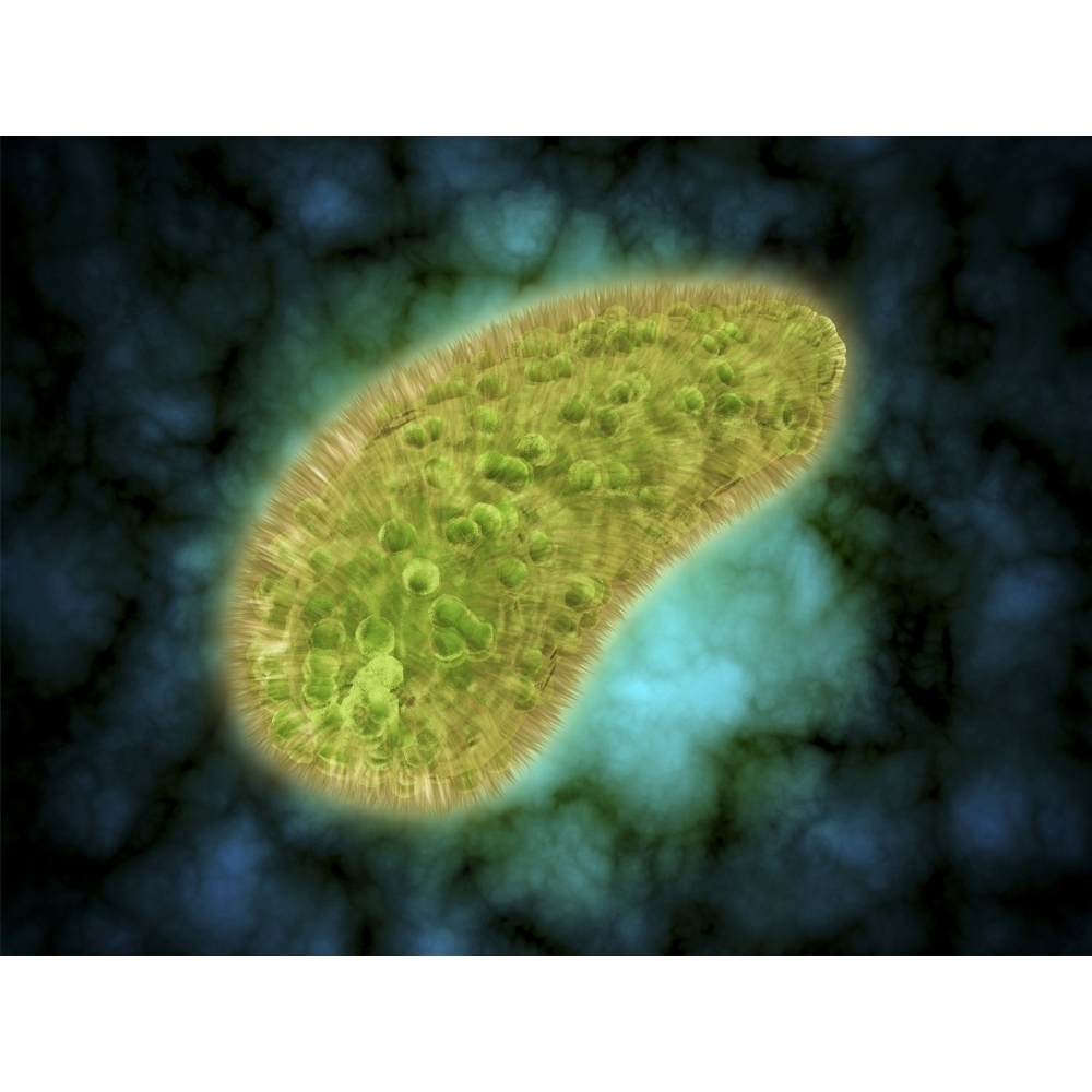 Microscopic view of Paramecium bursaria Poster Print - Walmart.com