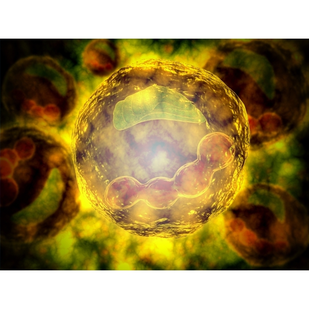 Microscopic view of human cell Poster Print - Walmart.com