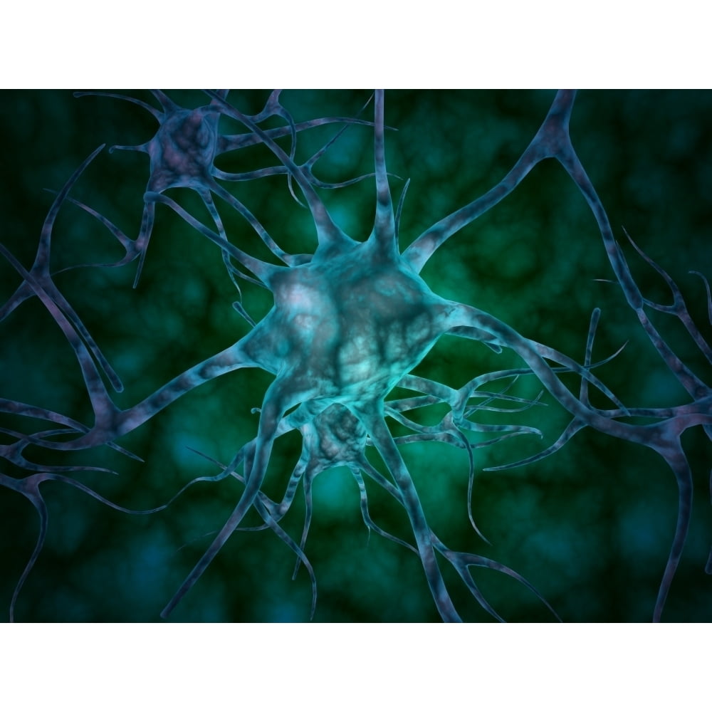 Microscopic view of multiple nerve cells known as neurons Poster Print ...