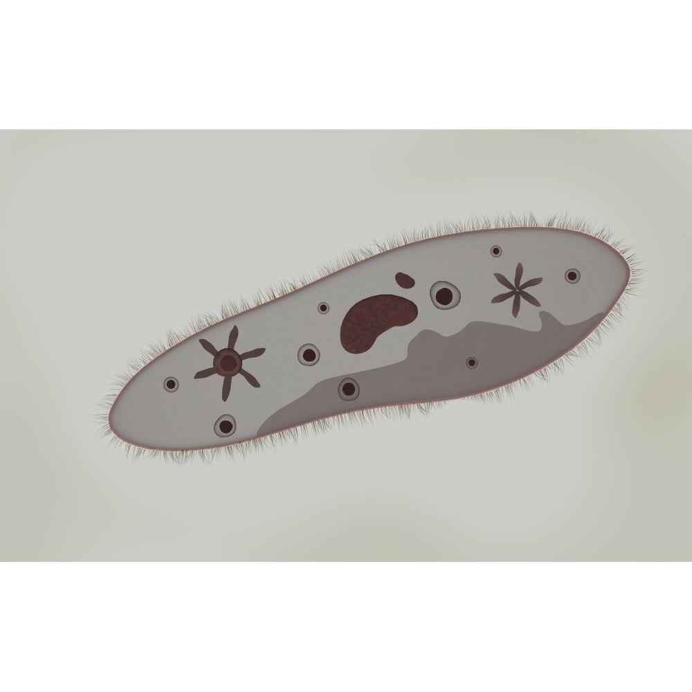 Microscopic view of paramecium Poster Print - Walmart.com