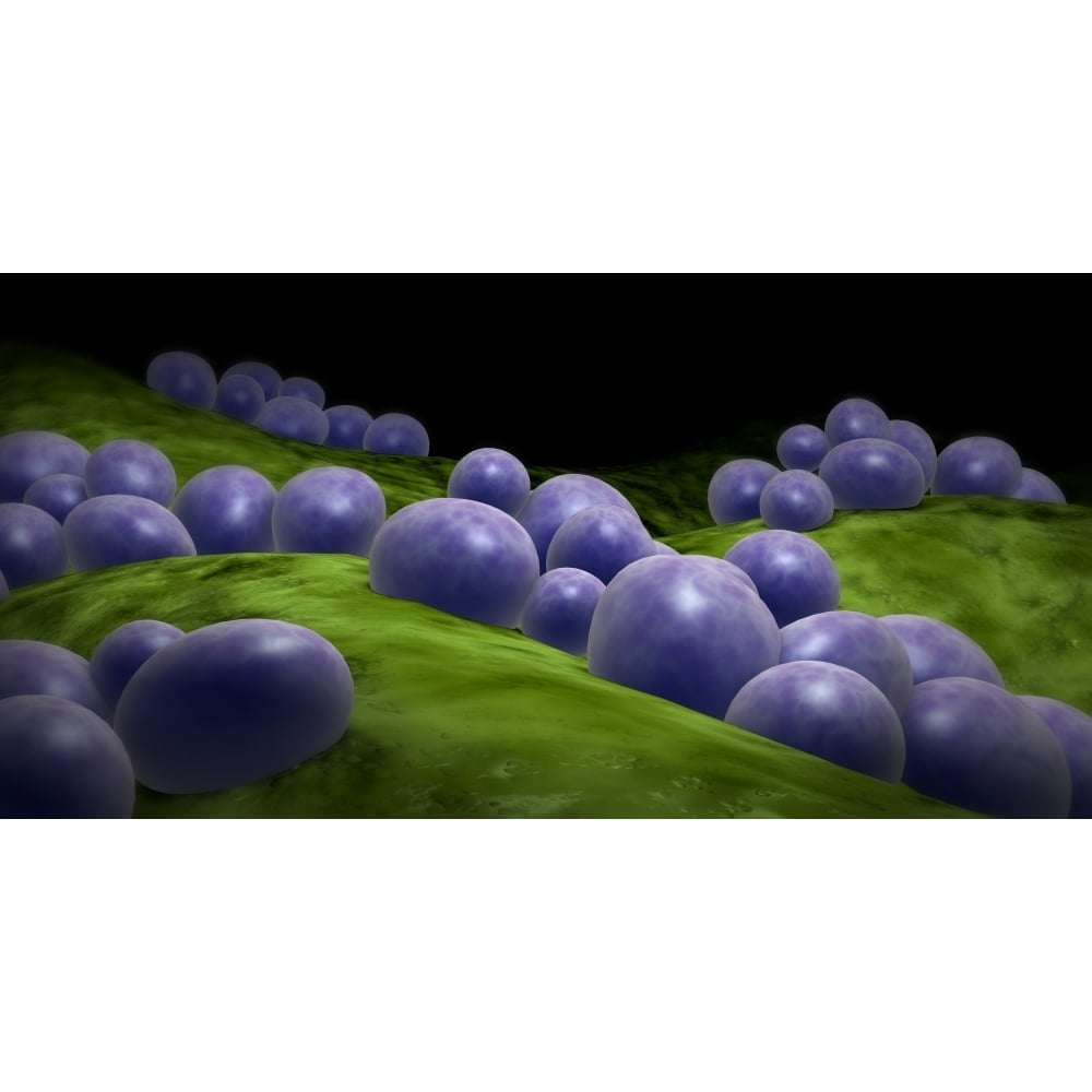 Microscopic view of staphylococcus Poster Print - Walmart.com