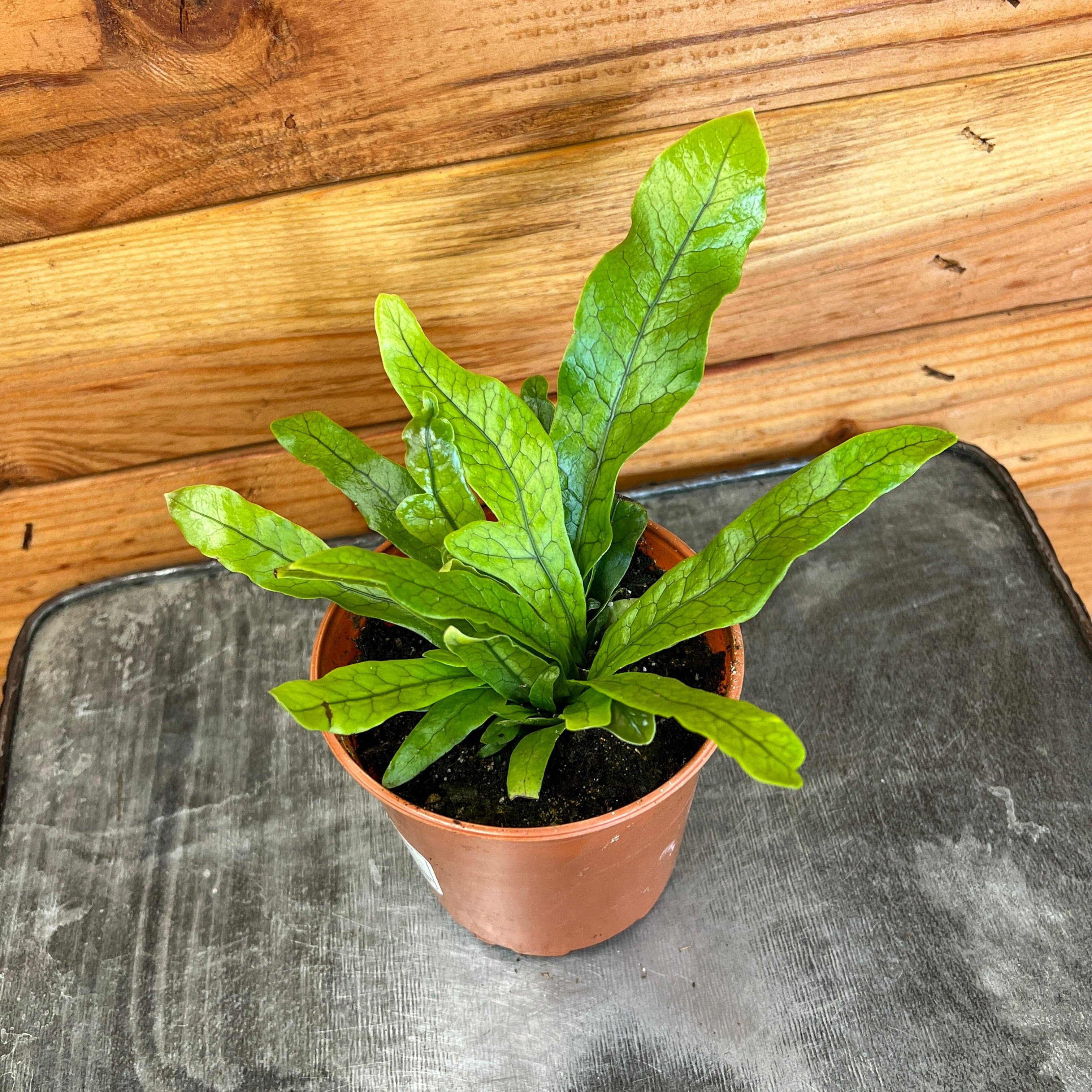 The Plant Farm Crocodile Fern, Microsorum Musifolium, 4" Live Indoor ...