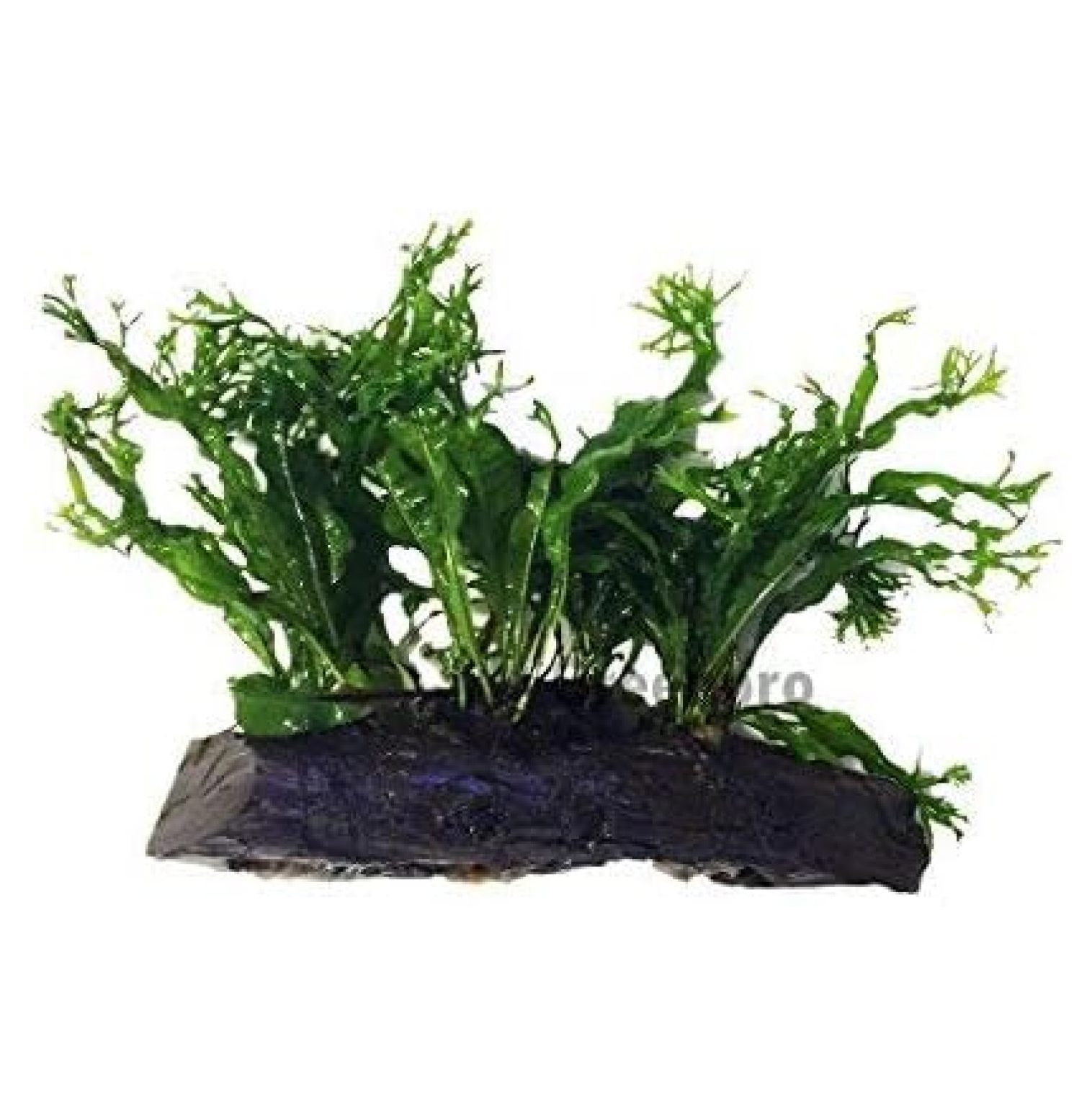 Microsorum Pteropus"Windelov" Java Fern Lace Live Aquarium Plant on ...