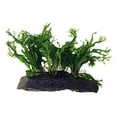 Microsorum Pteropus"Windelov" Java Fern Lace Live Aquarium Plant on ...
