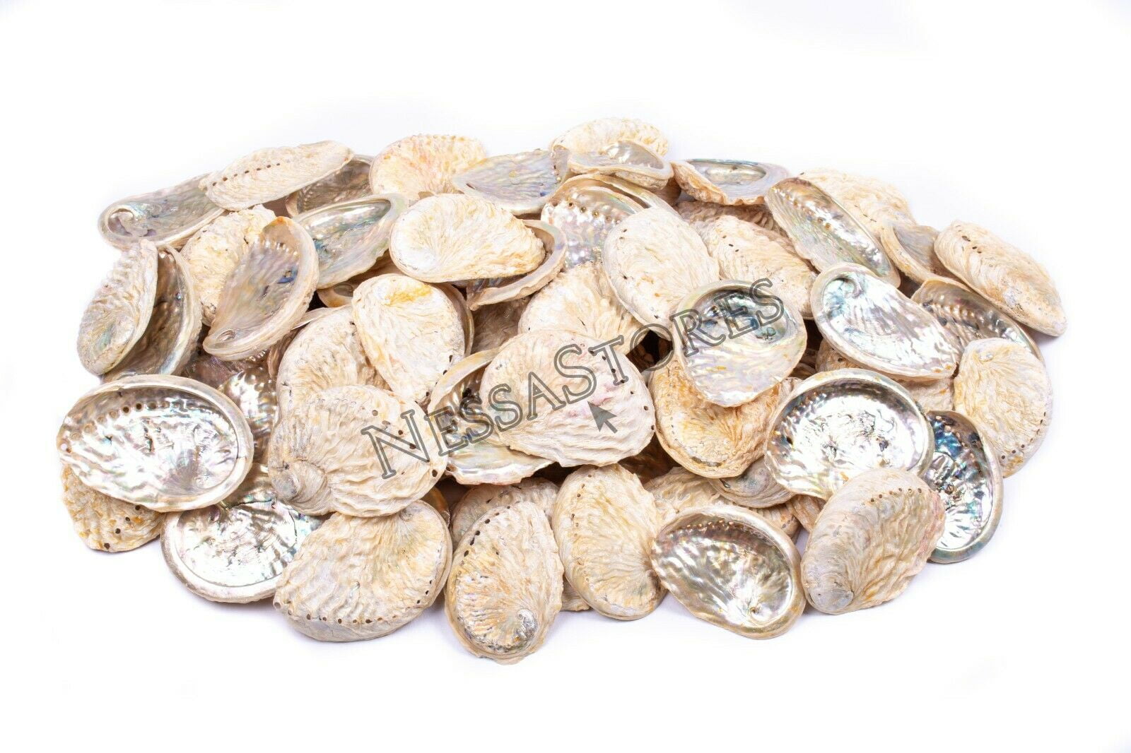 Midae Abalone Sea Shell One Side Polished Beach Craft 3" - 4" (24 pcs ...