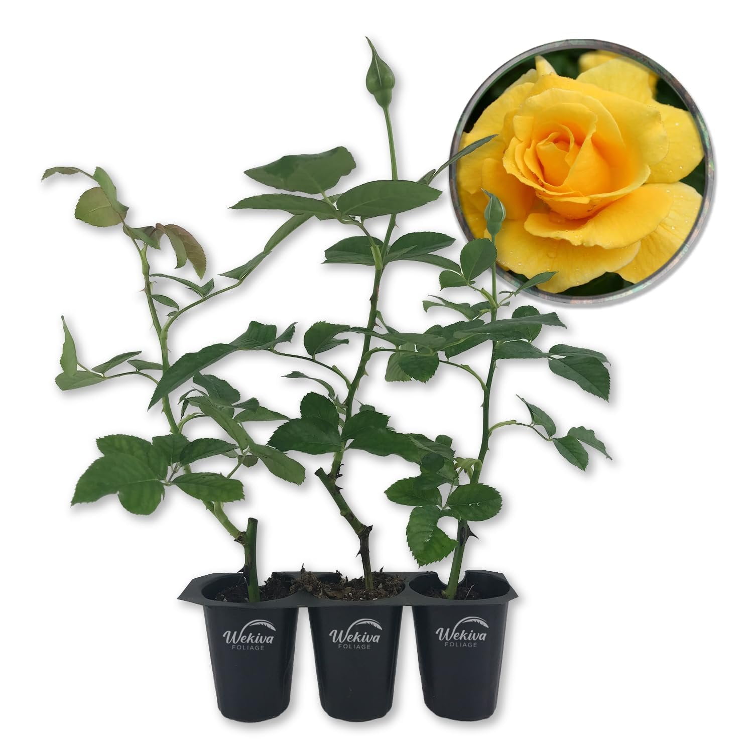 Midas Touch Rose Bush - 3 Live Starter Plants in 2 Inch Pots ...