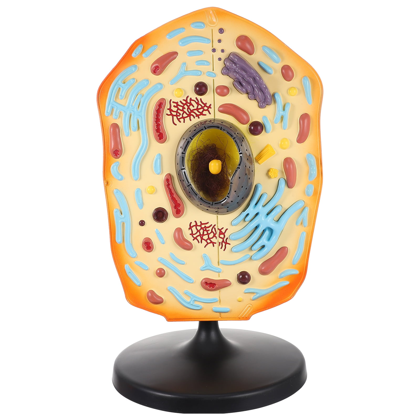 BESTOYARD Assorted Color Animal Cell Display Model for Teaching Biology ...