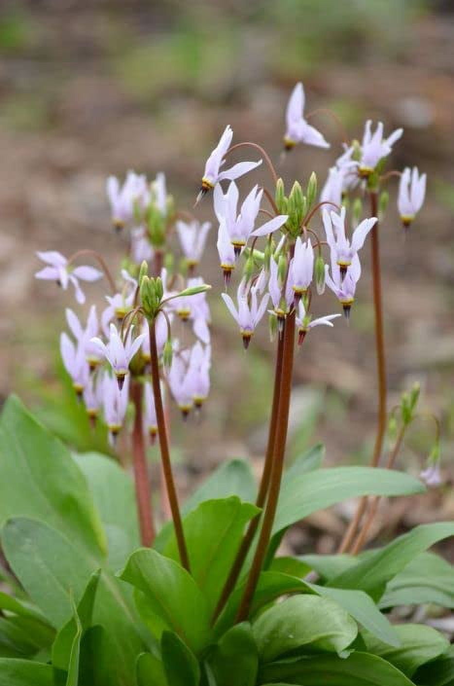 Midland Shooting Star Flower Seeds for Planting (50 Seeds ...