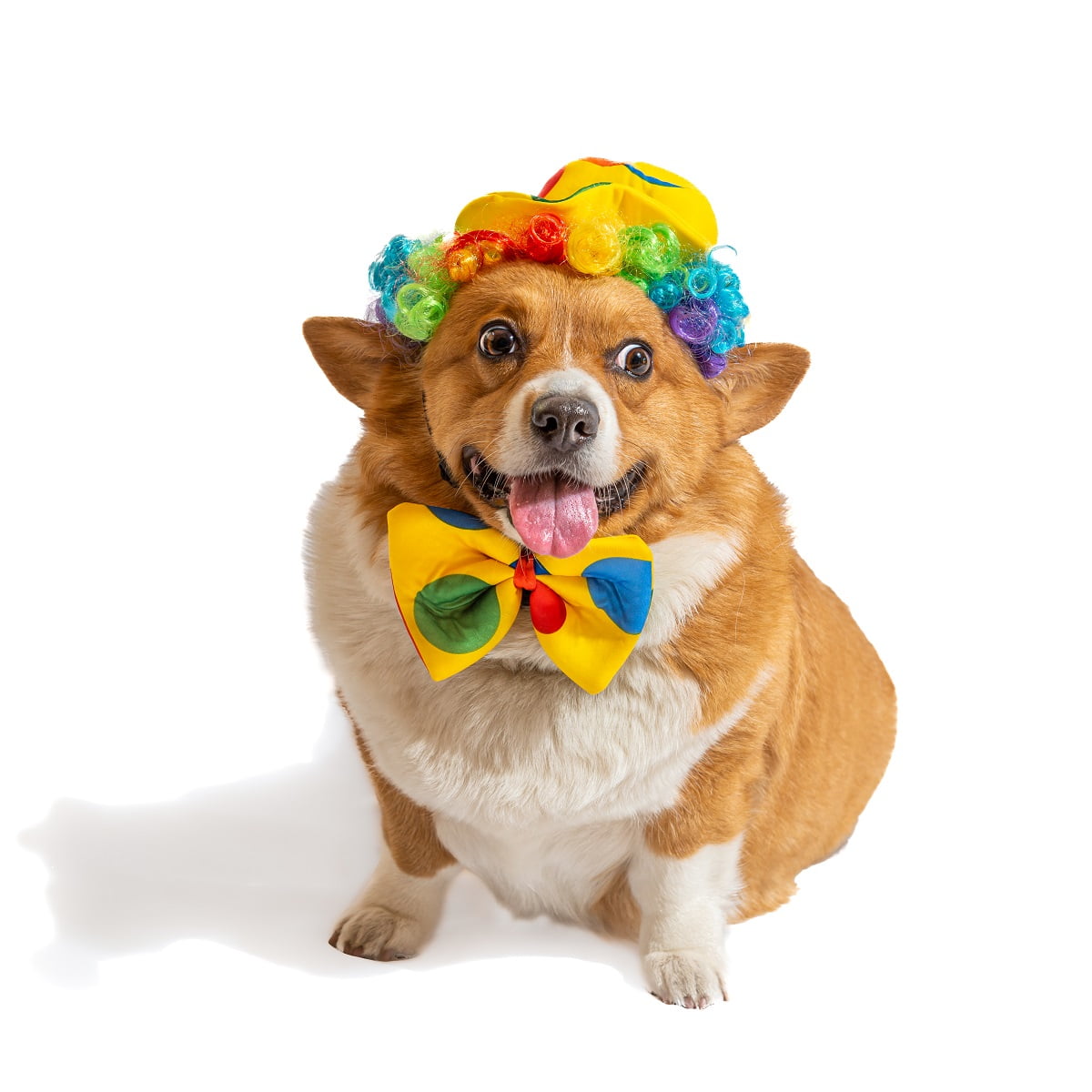 Midlee Clown Dog Halloween Costume - Hat, Wig, Bowtie & Tail for Medium ...