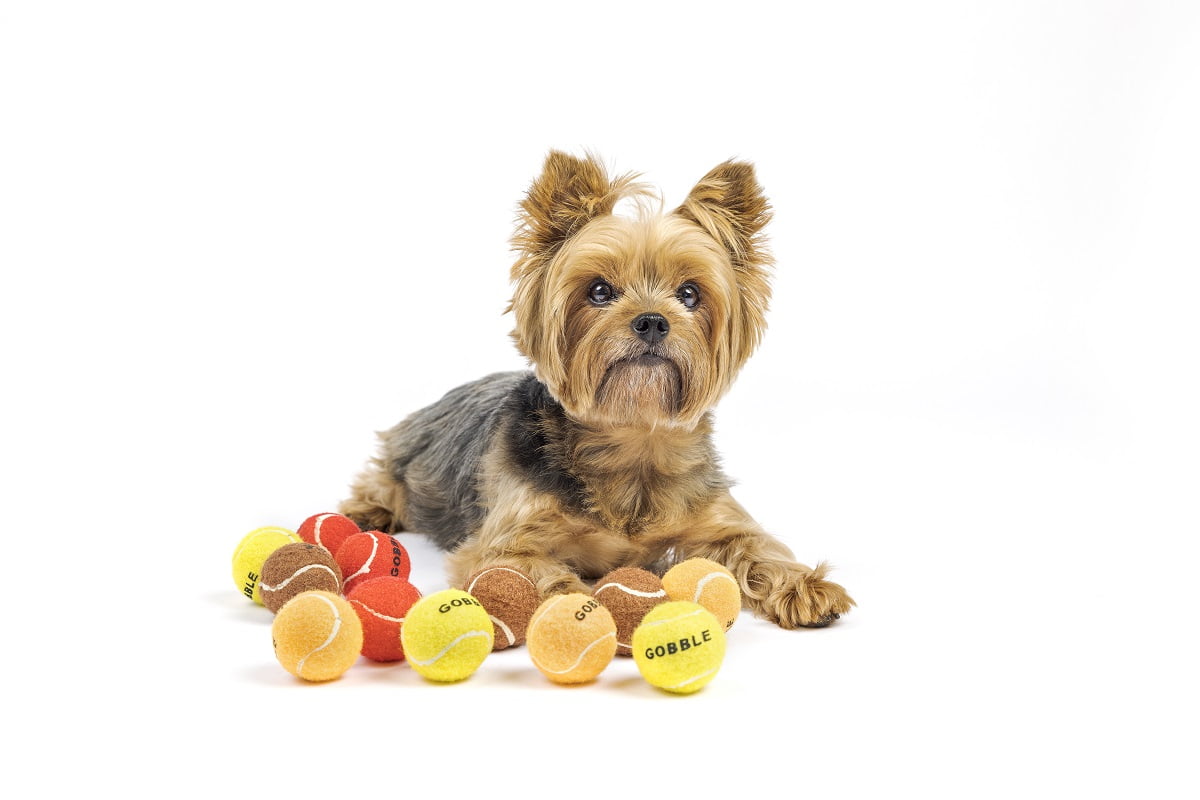 Midlee Thanksgiving Gobble Dog Tennis Ball Toy (Mini) - Set of 12 ...