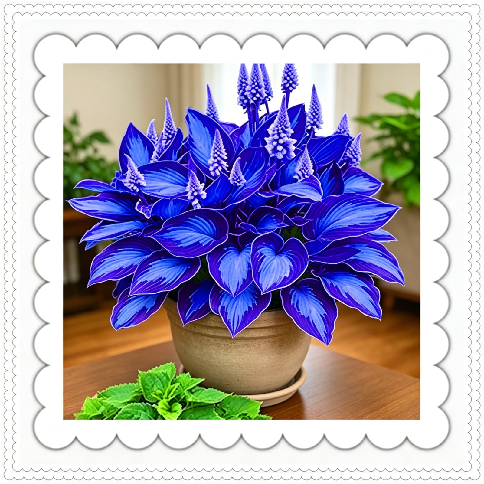 Midnight Blue & Autumn Gold Hostas for Planting-(Non-Artificial ...