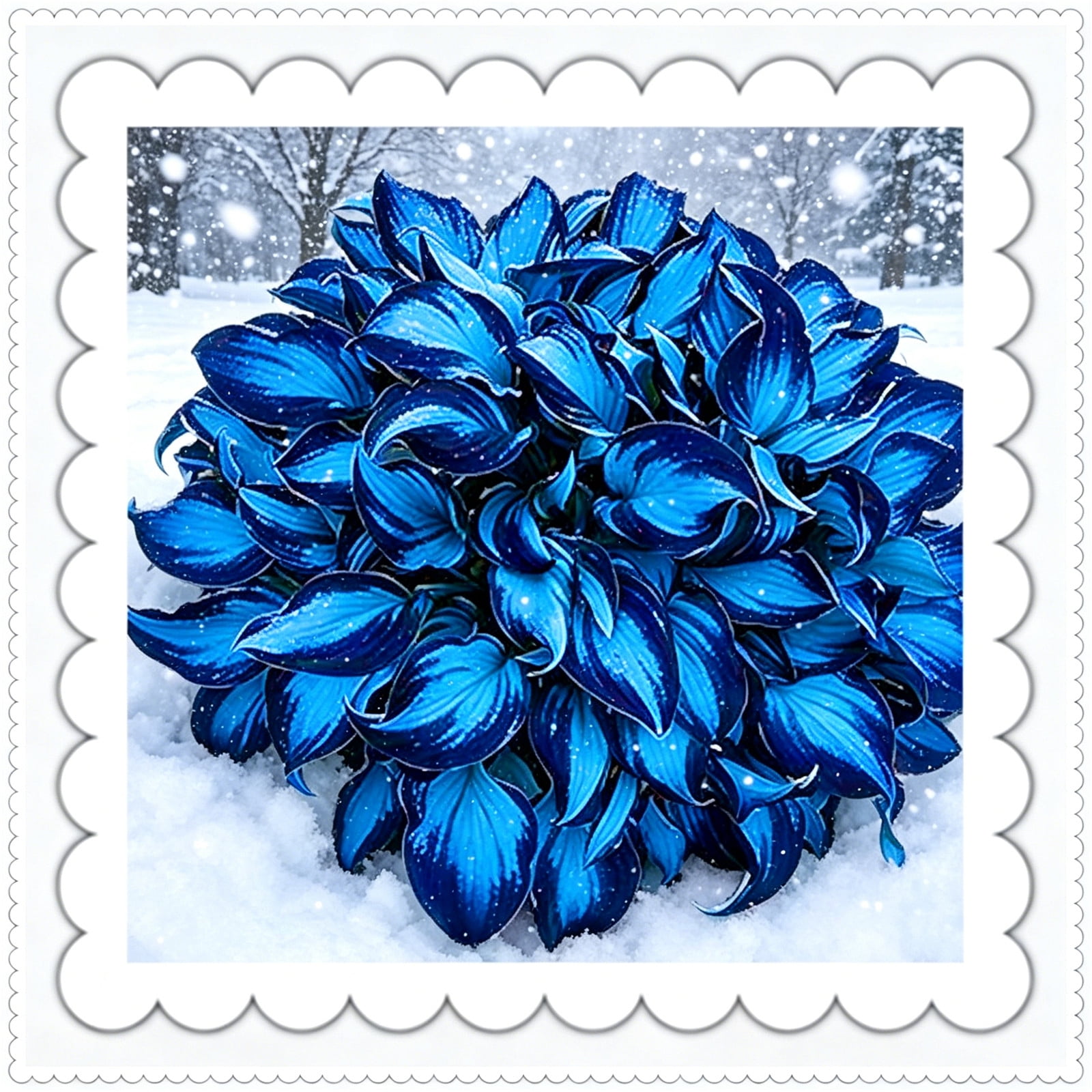 Midnight Blue & Autumn Gold Hostas for Planting-(Non-Artificial ...