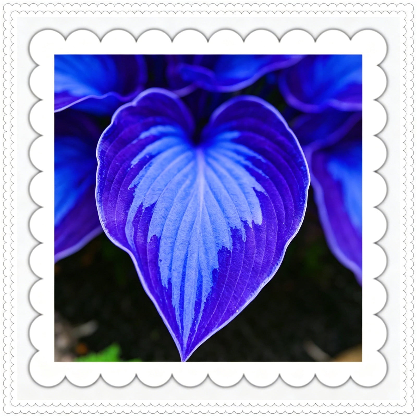 Midnight Blue & Autumn Gold Hostas for Planting-(Non-Artificial ...