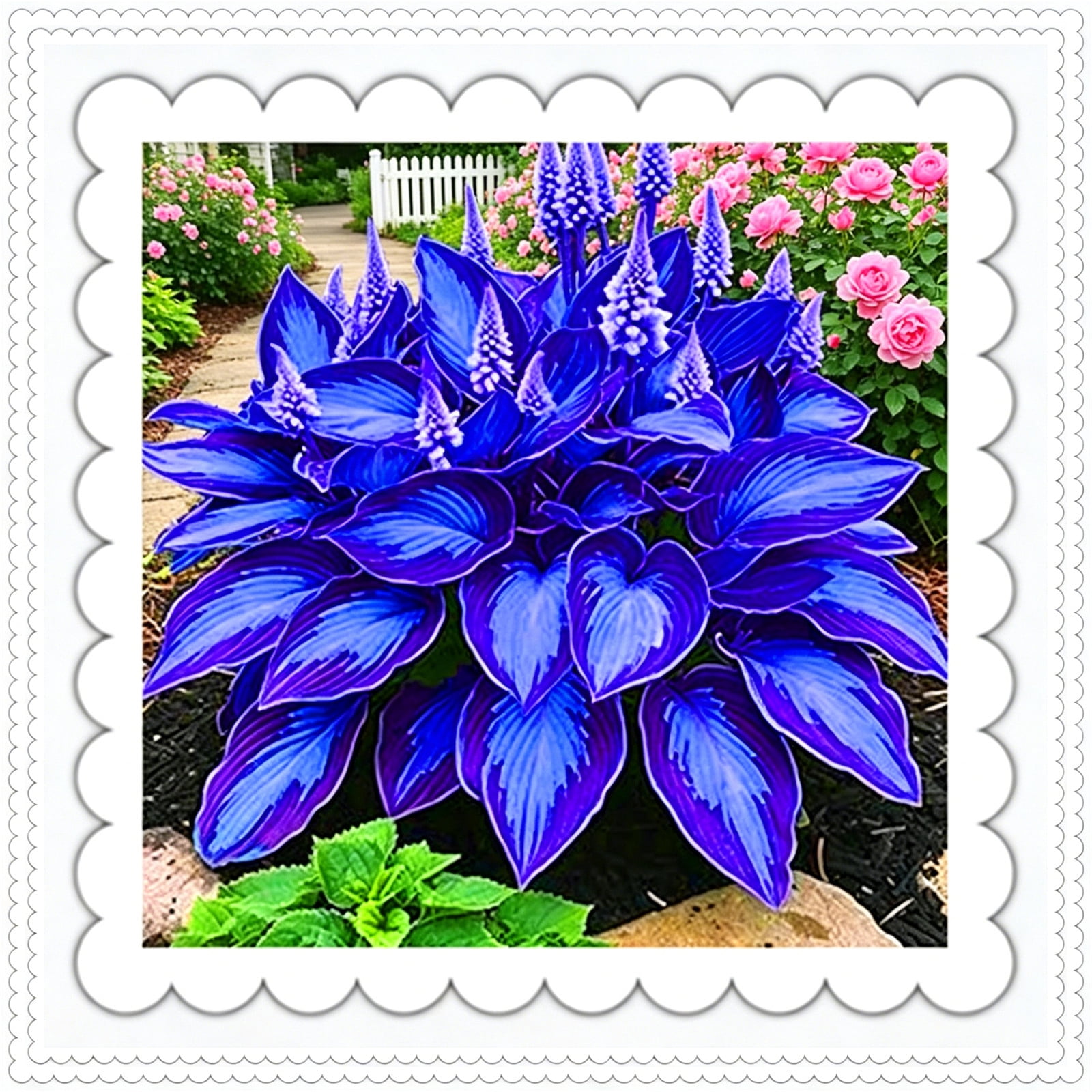 Midnight Blue & Autumn Gold Hostas for Planting-(Non-Artificial)-No ...