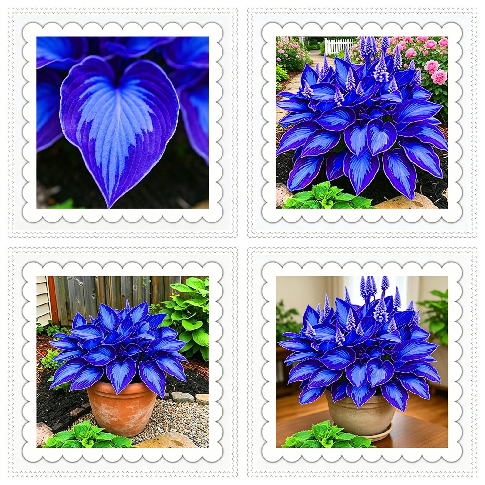Midnight Blue & Autumn Gold Hostas for Planting-(Non-Artificial)-Simple ...