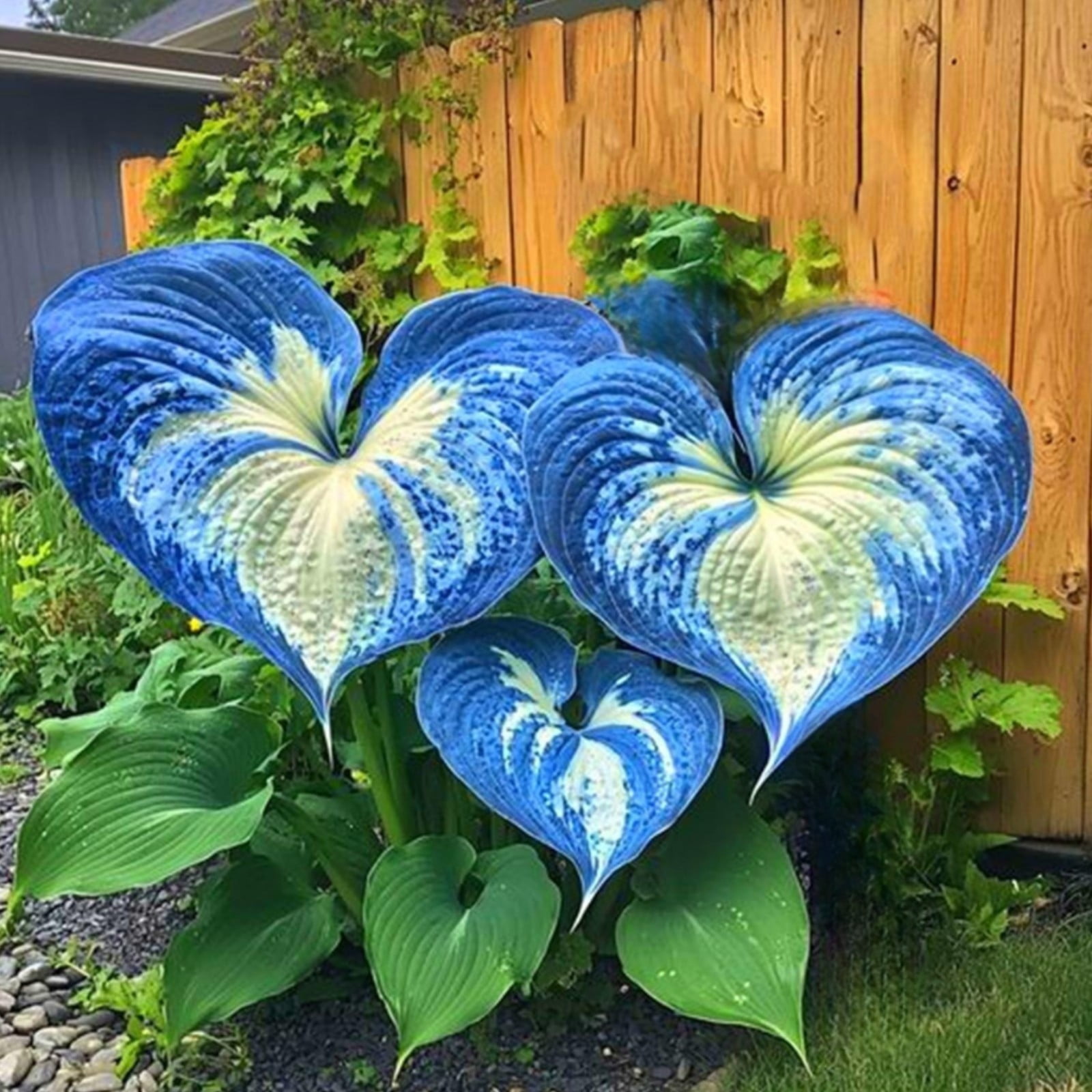 Midnight Blue Elephant Ear Planting-Surprise to Grow-Acclimatized,Home ...