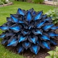 Midnight Blue Heart Hosta-Bulbs For Planting-Perennial Herbs-Premium ...