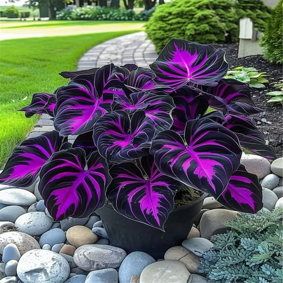 Midnight Blue Heart Hosta-Bulbs For Planting-Perennial Herbs-Premium ...