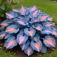 Midnight Blue Heart Hosta-Bulbs For Planting-Perennial Herbs-Premium ...