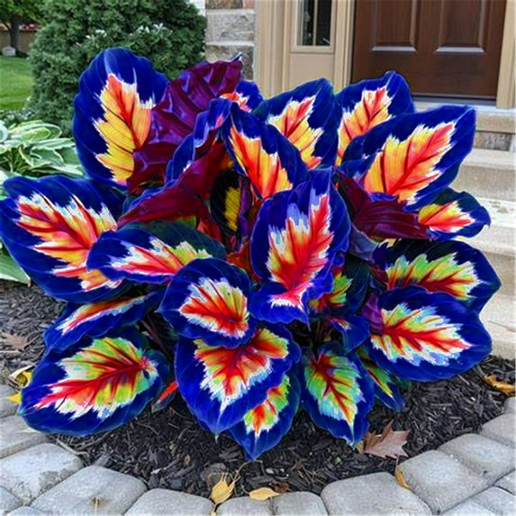 Midnight Blue Heart Hosta-Bulbs For Planting-Perennial Herbs-Premium ...