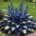 Midnight Blue Heart Hosta-Bulbs For Planting-Perennial Herbs-Premium ...