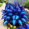 Midnight Blue Heart Hosta-Bulbs For Planting-Perennial Herbs-Premium ...