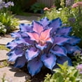 Midnight Blue Heart Hosta-Bulbs For Planting-Perennial Herbs-Premium ...