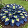 Midnight Blue Heart Hosta-Bulbs For Planting-Perennial Herbs-Premium ...