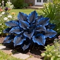Midnight Blue Heart Hosta-Bulbs For Planting-Perennial Herbs-Premium ...