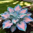 Midnight Blue Heart Hosta-Bulbs For Planting-Perennial Herbs-Premium ...